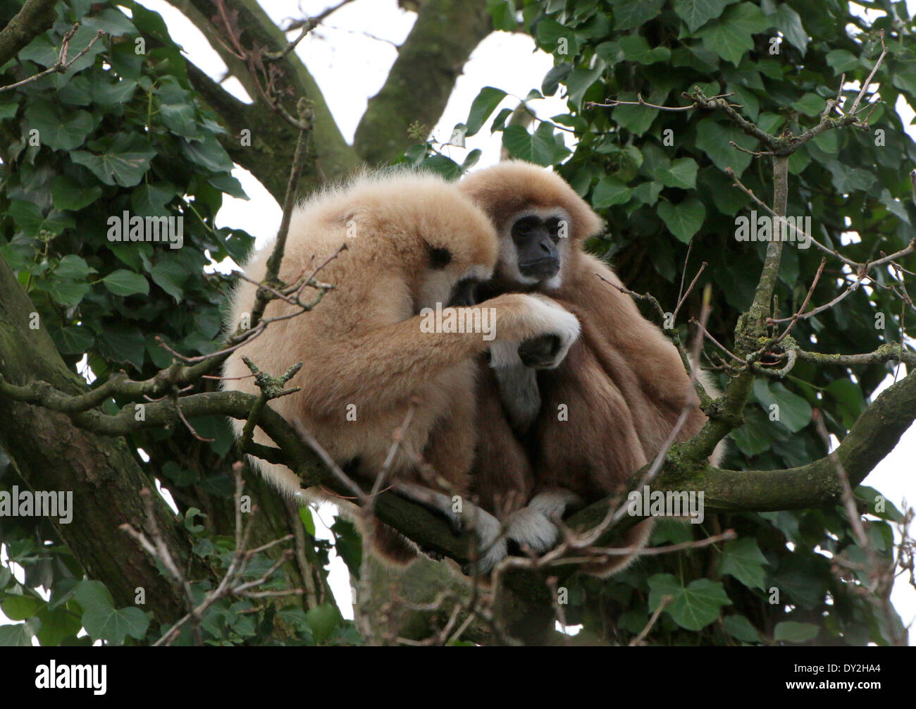 Gibbons High Resolution Stock Photography and Images - Alamy