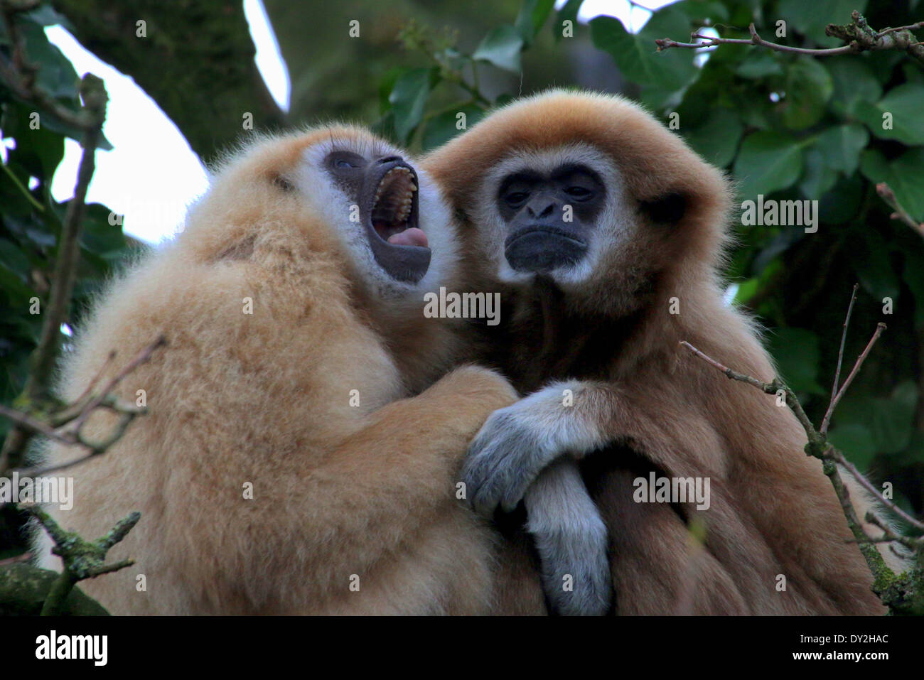 Close up gibbons hands in hi-res stock photography and images - Alamy
