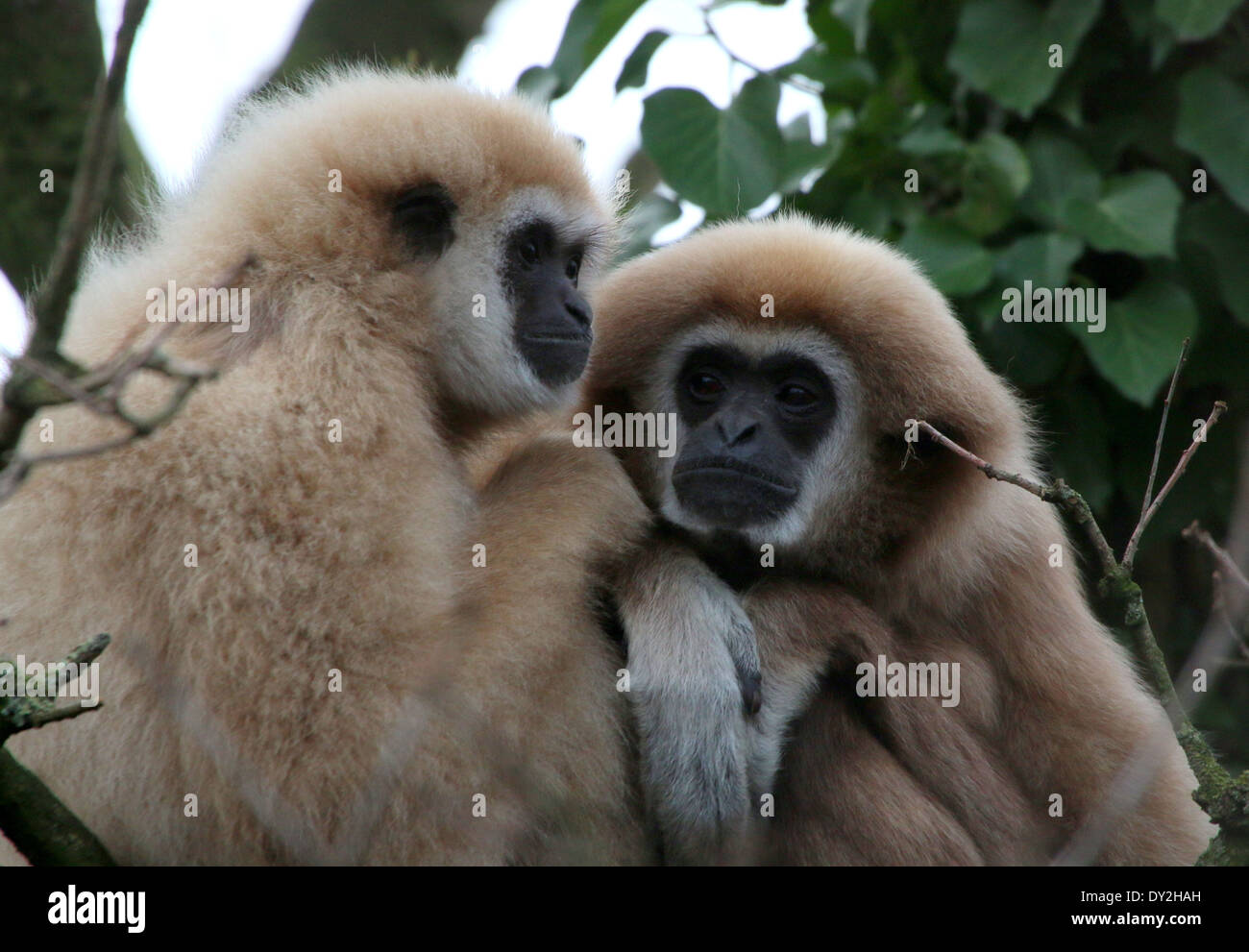 White handed gibbons hi-res stock photography and images - Alamy