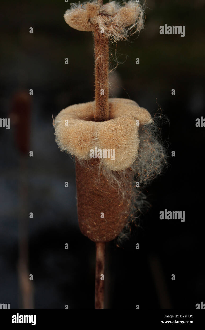 Giant reedmace hi-res stock photography and images - Alamy