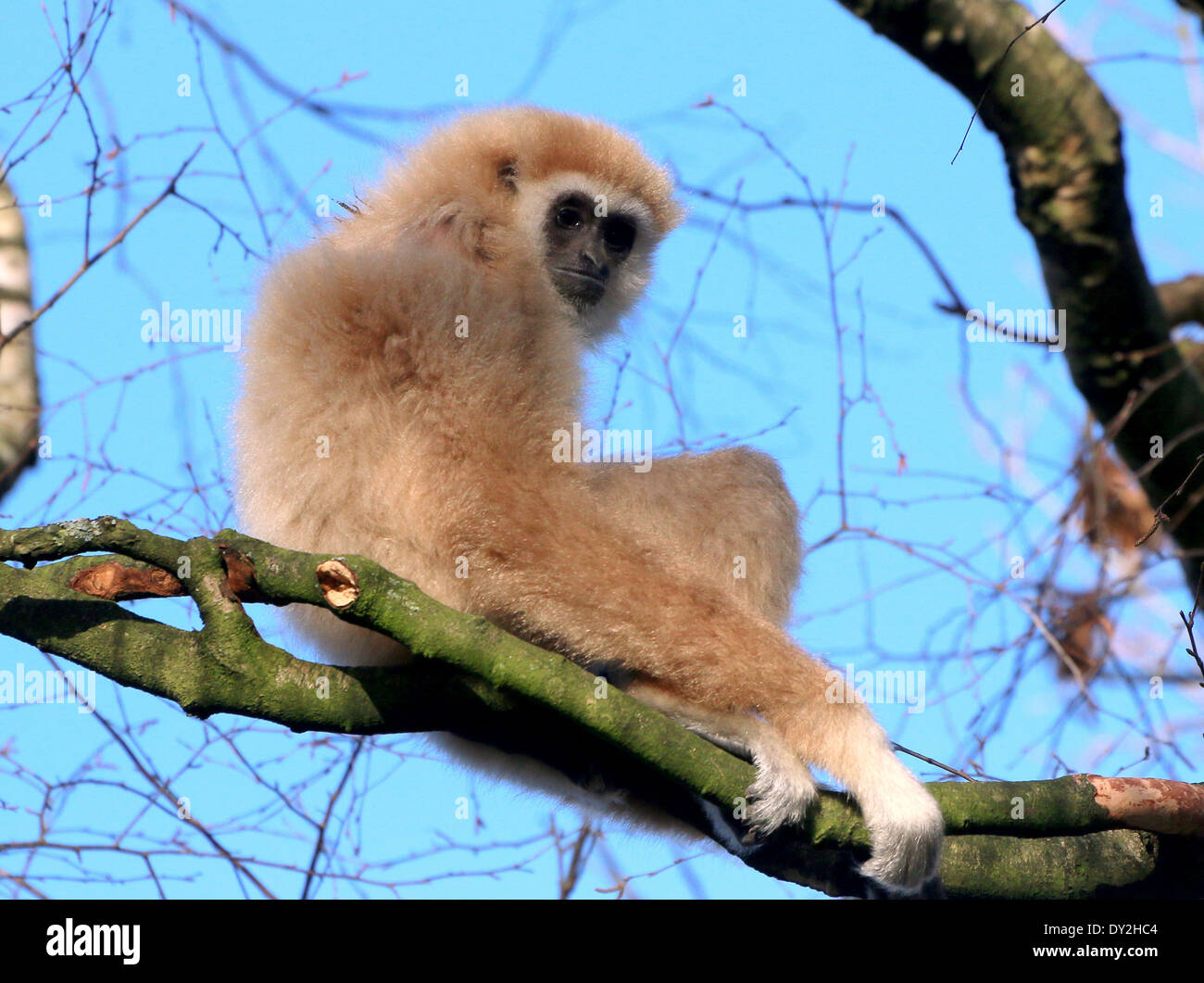 Close Up Gibbons Hands In Stock Photos & Close Up Gibbons Hands In ...