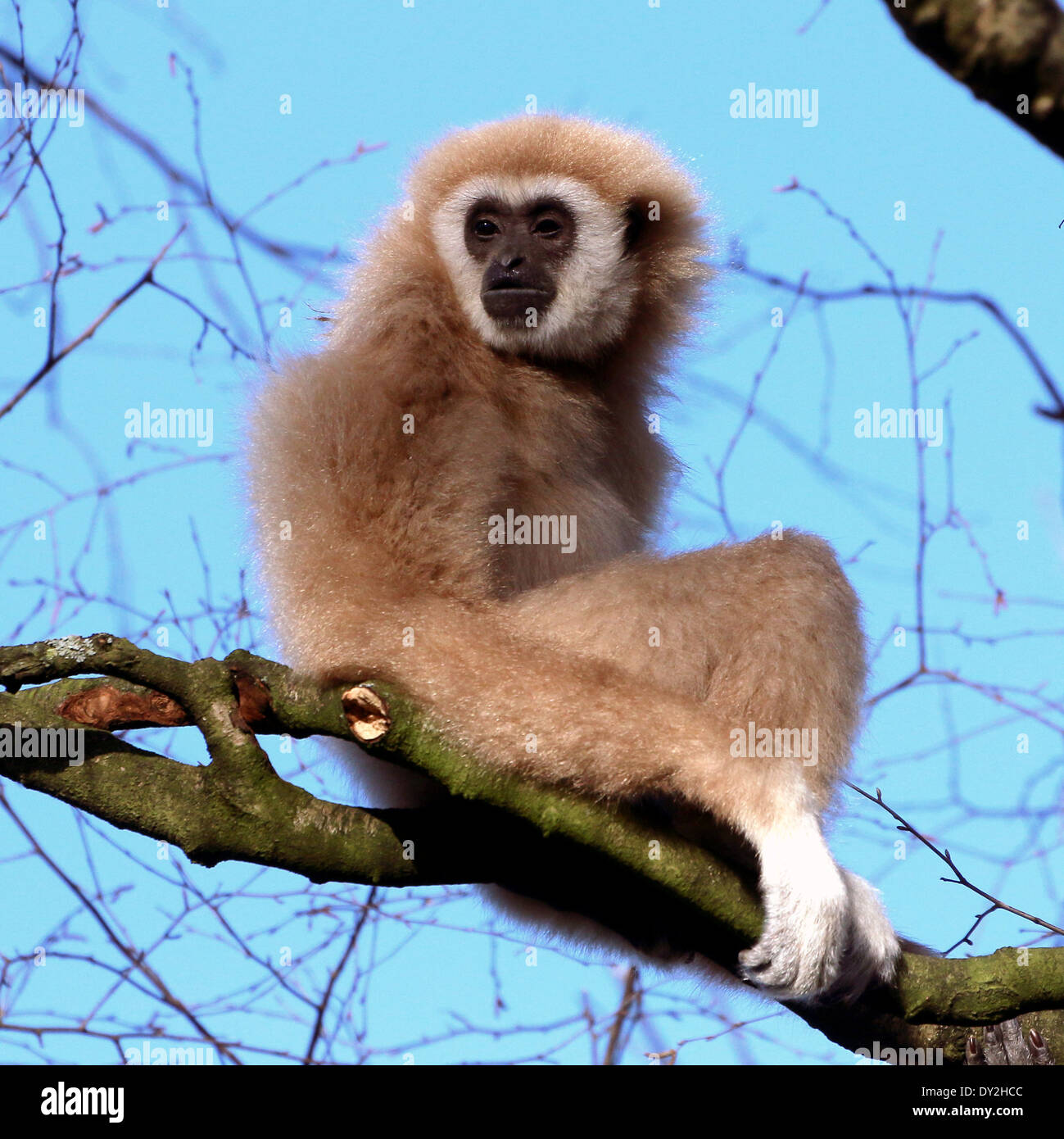 Lar Gibbon or White-Handed gibbon (Hylobates lar) in a tree Stock Photo ...