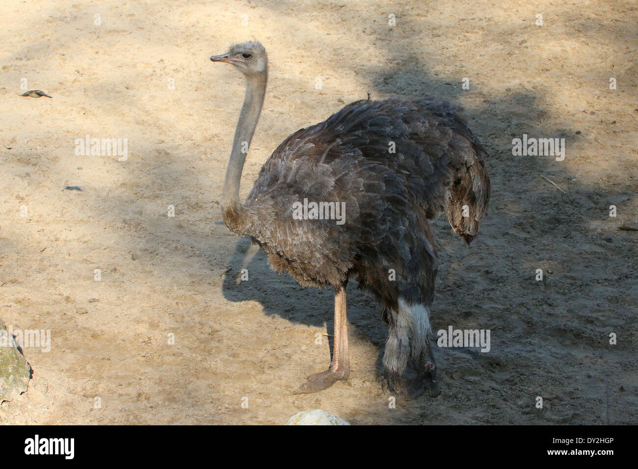 Female Common Ostrich (Struthio camelus Stock Photo - Alamy