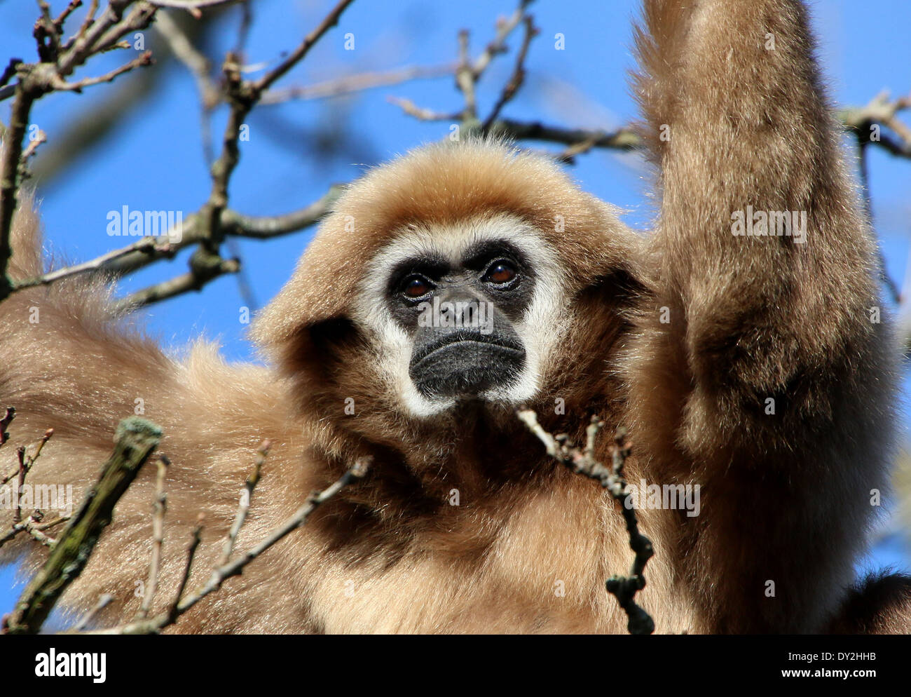 Close up gibbons hands in hi-res stock photography and images - Alamy