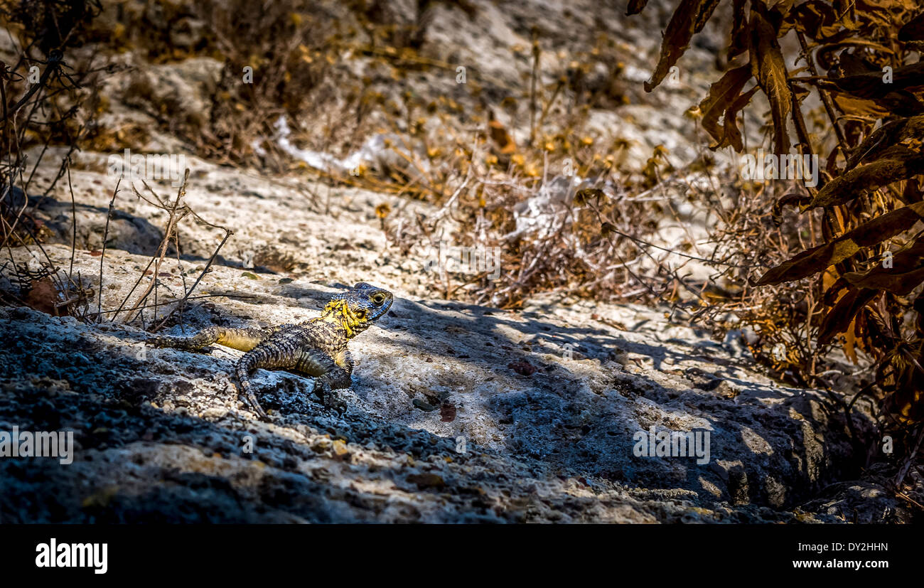 Lizard finger hi-res stock photography and images - Alamy