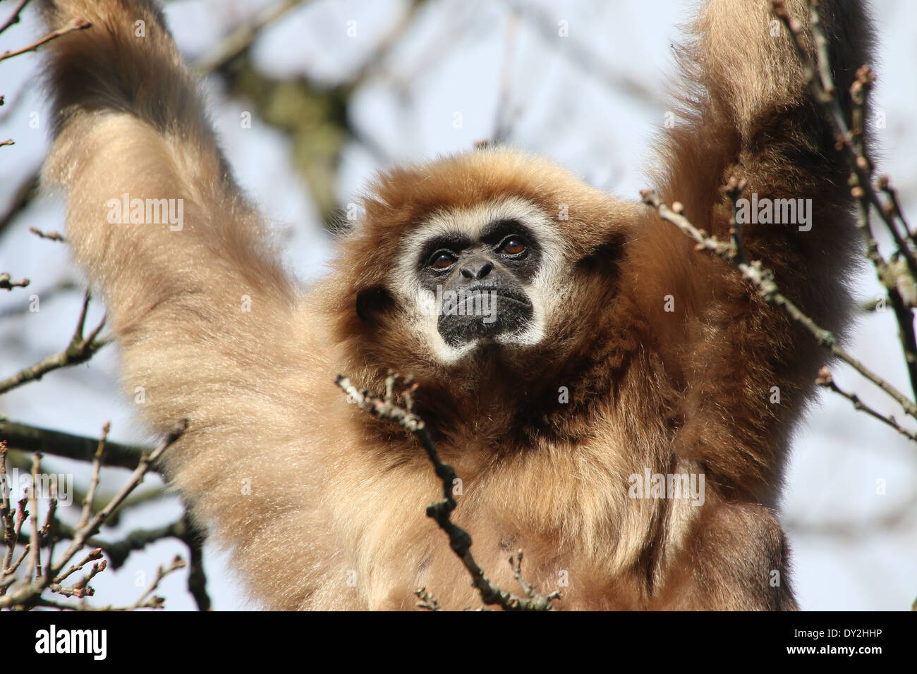 Male asian lar gibbon white handed hi-res stock photography and images ...