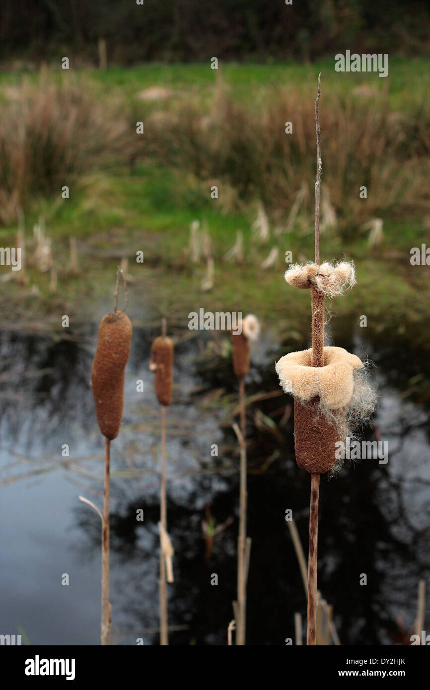 Giant cats hi-res stock photography and images - Alamy