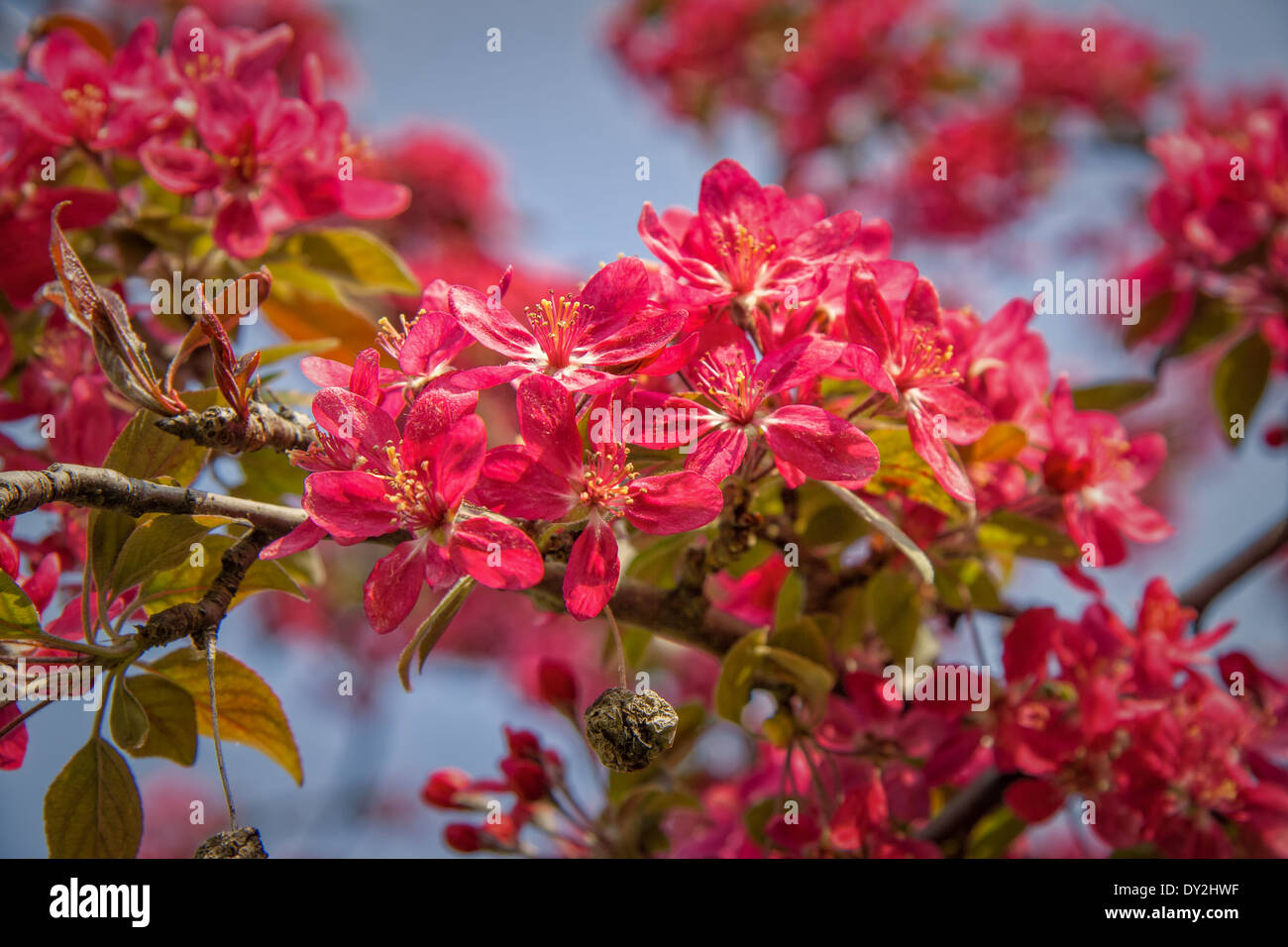 Red flowering tree malus is very decorative Stock Photo - Alamy