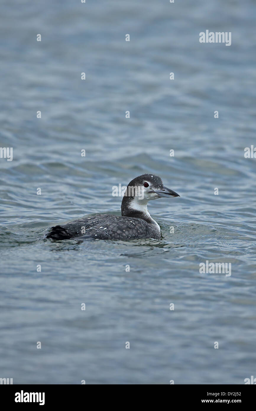 Great Northern Diver (Gavia imme Stock Photo - Alamy
