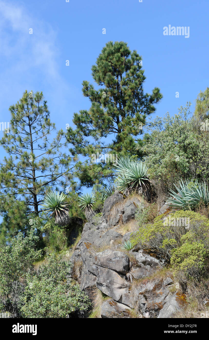 Dry montane flora on the ridge leading to Volcan Zunil above the ...