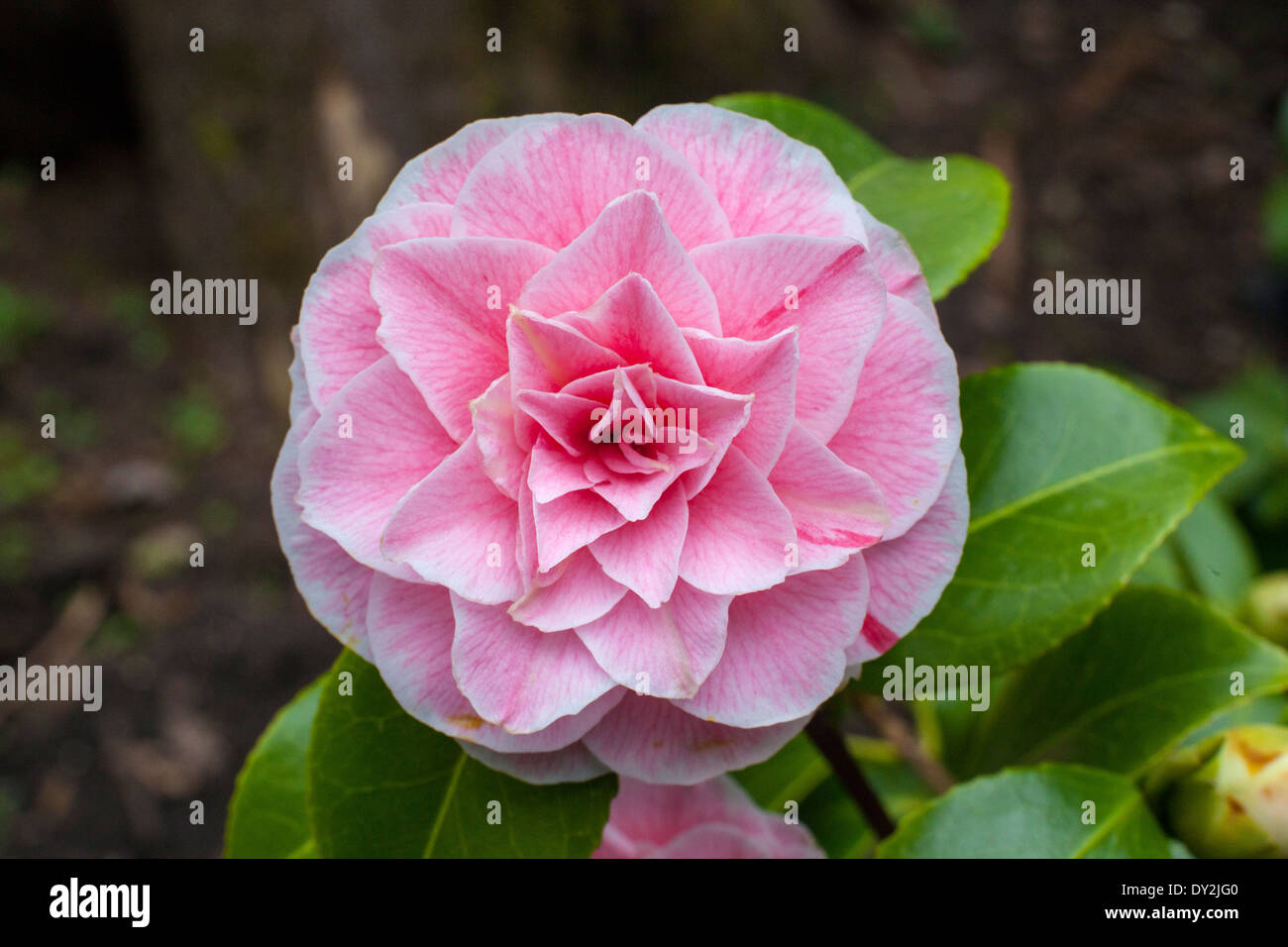 Japonica lady hi-res stock photography and images - Alamy