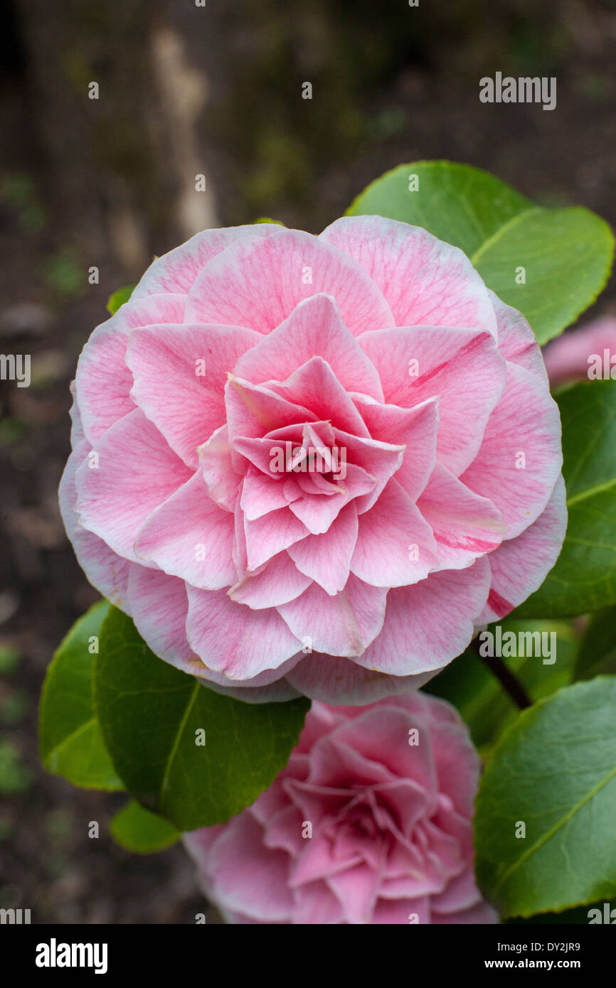 Camellia japonica 'Lady Lock' Stock Photo - Alamy