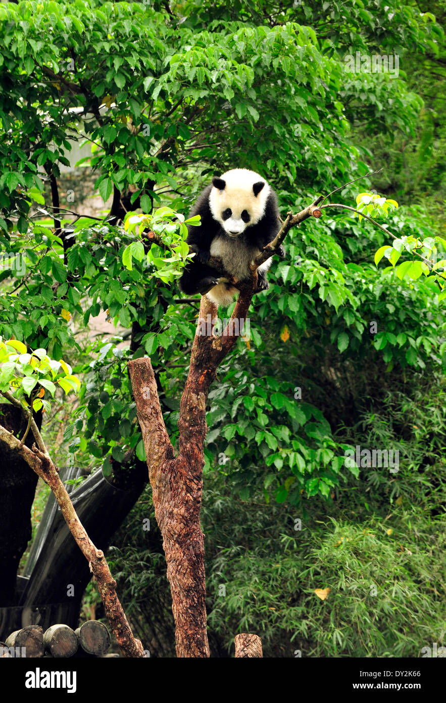 Taipei zoo panda hi-res stock photography and images - Alamy