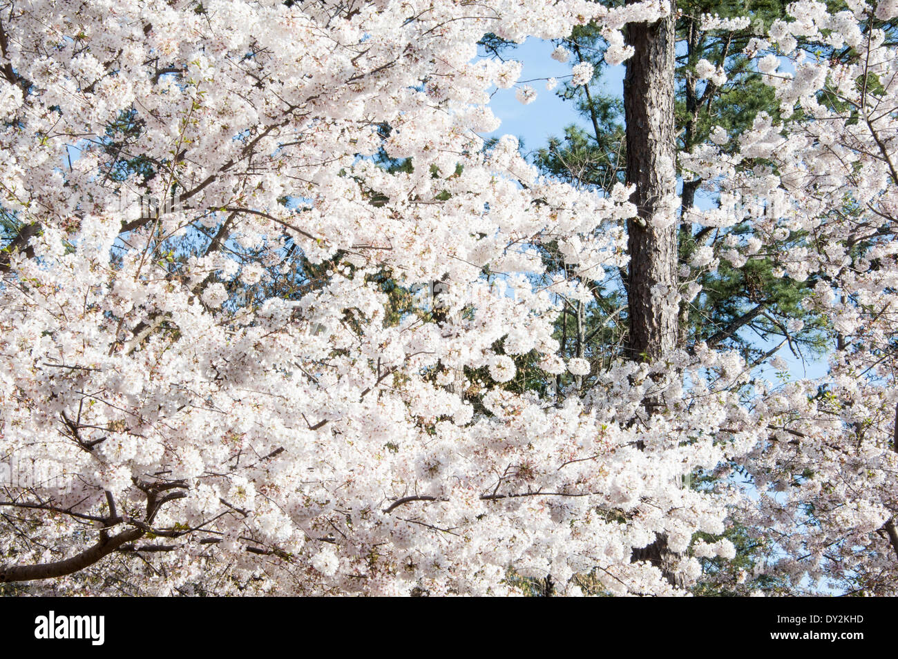 Georgia spring blossoms hi-res stock photography and images - Alamy
