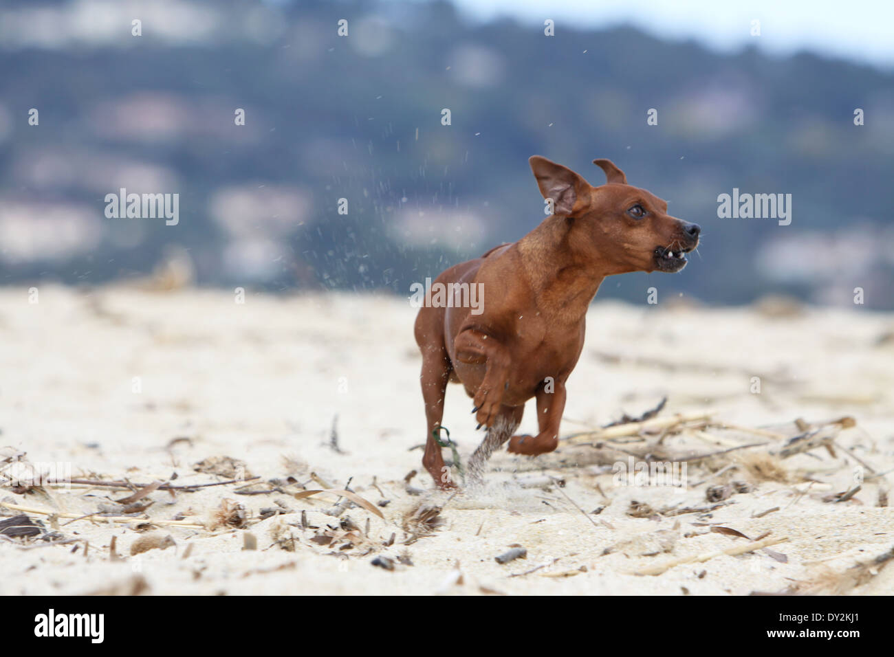 Dog Miniature Pinscher / adult running on the beach Stock Photo - Alamy