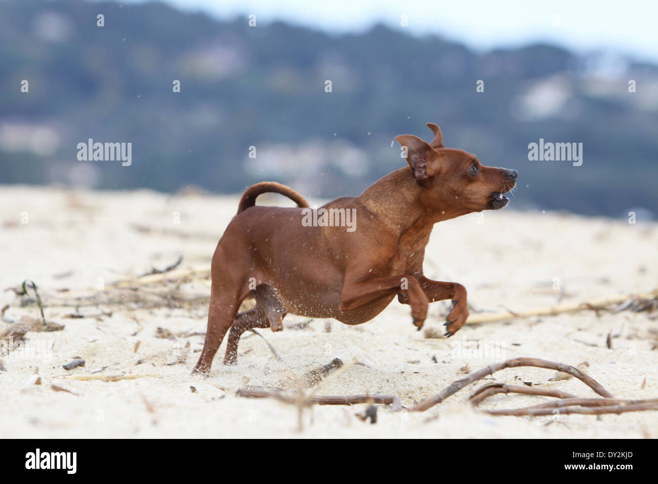 Dog Miniature Pinscher / adult running on the beach Stock Photo - Alamy
