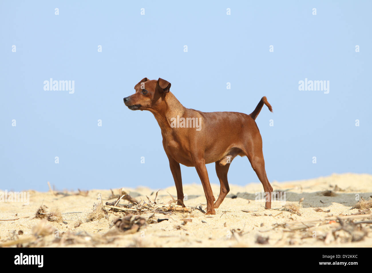 Dog Miniature Pinscher / adult standing on the beach Stock Photo - Alamy