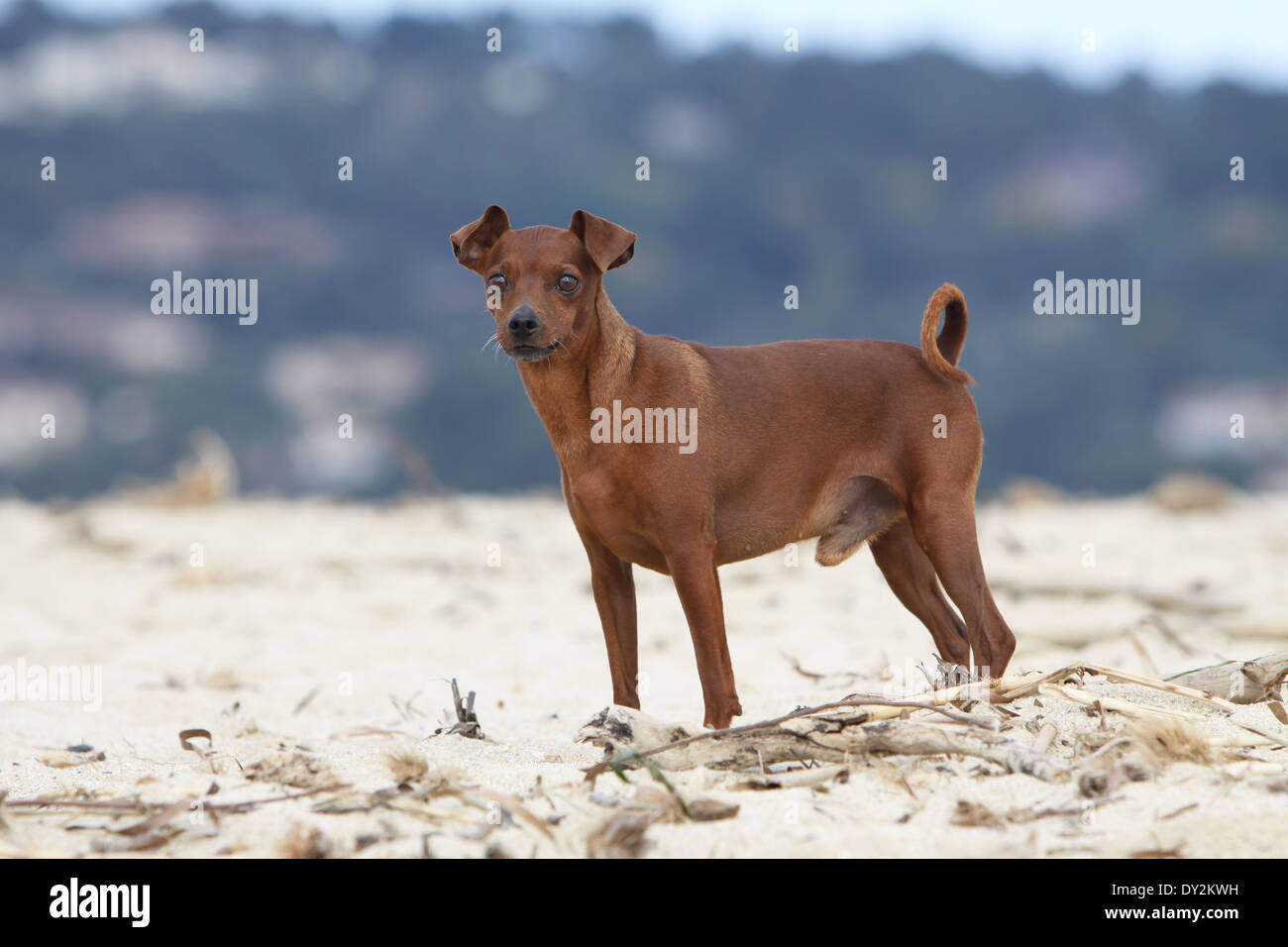 Dog Miniature Pinscher / adult standing on the beach Stock Photo - Alamy