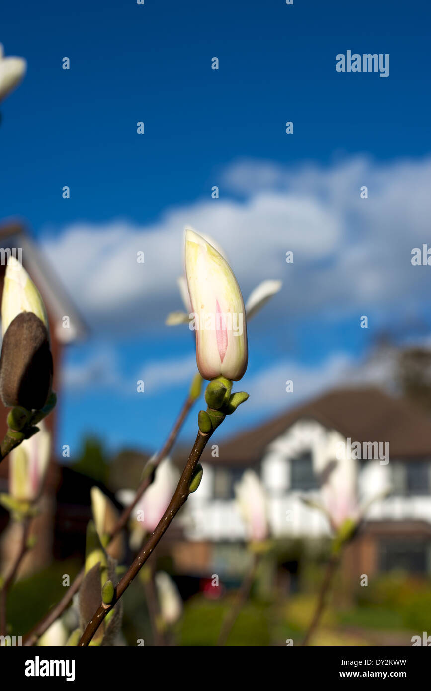 Flowering Magnolia x soulangeana 'Alba Superba' (Magnolia 'Alba Superba ...