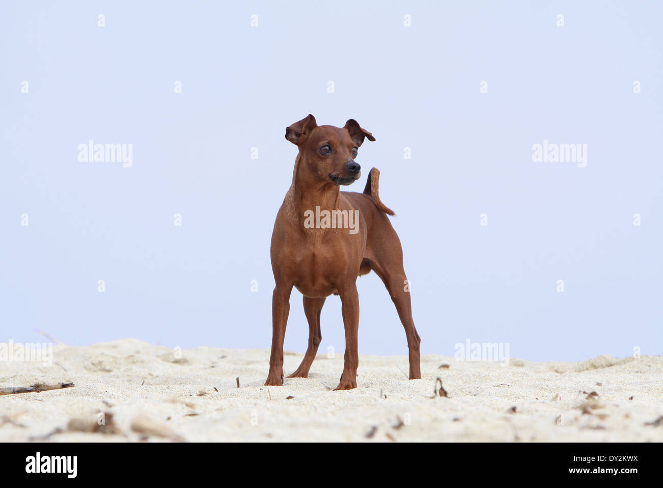 Dog Miniature Pinscher / adult standing on the beach Stock Photo - Alamy