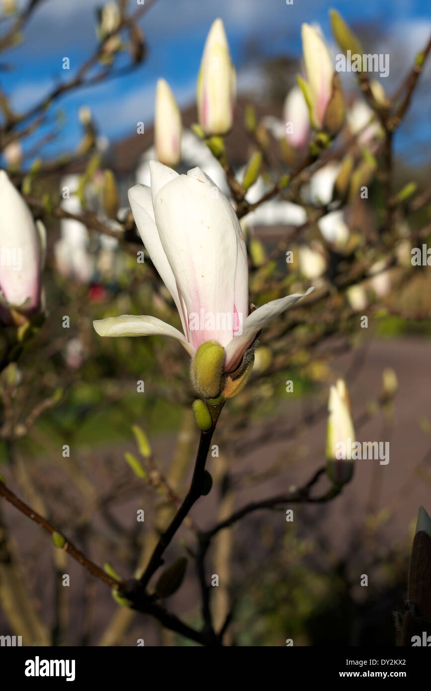 Flowering Magnolia x soulangeana 'Alba Superba' (Magnolia 'Alba Superba ...