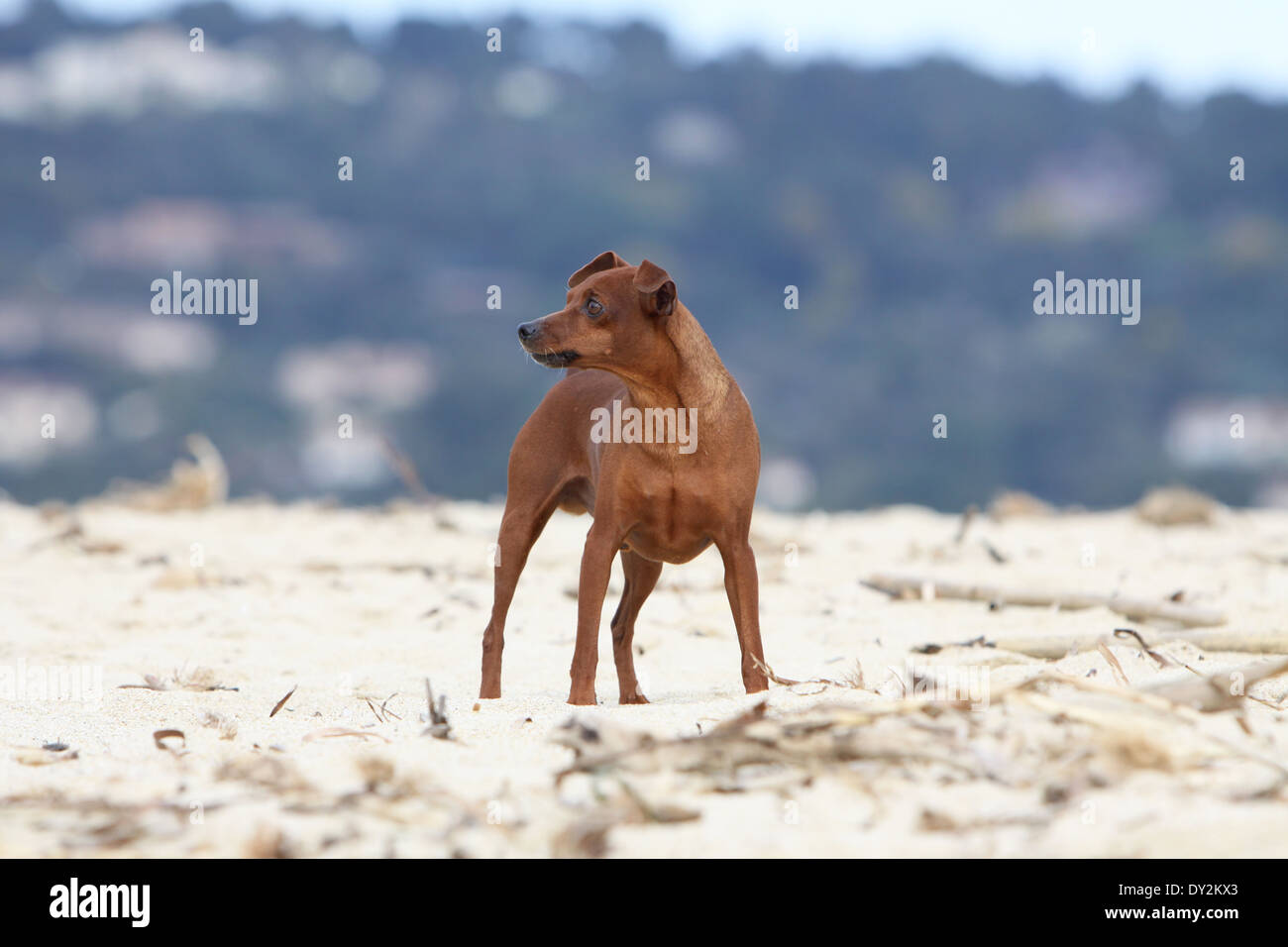 Dog Miniature Pinscher / adult standing on the beach Stock Photo - Alamy