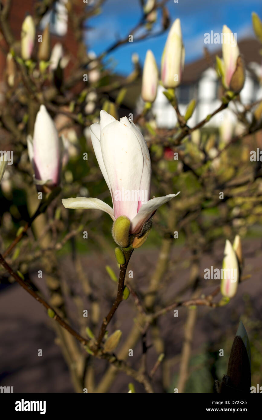 Flowering Magnolia x soulangeana 'Alba Superba' (Magnolia 'Alba Superba ...