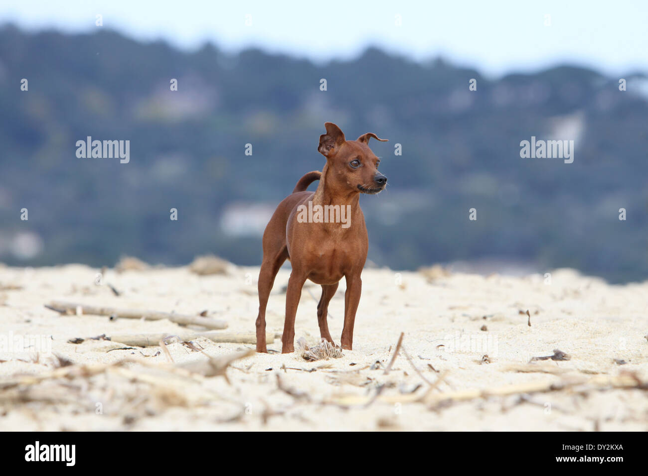 Dog Miniature Pinscher / adult standing on the beach Stock Photo - Alamy