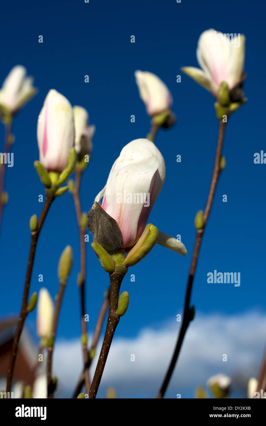 Flowering Magnolia x soulangeana 'Alba Superba' (Magnolia 'Alba Superba ...