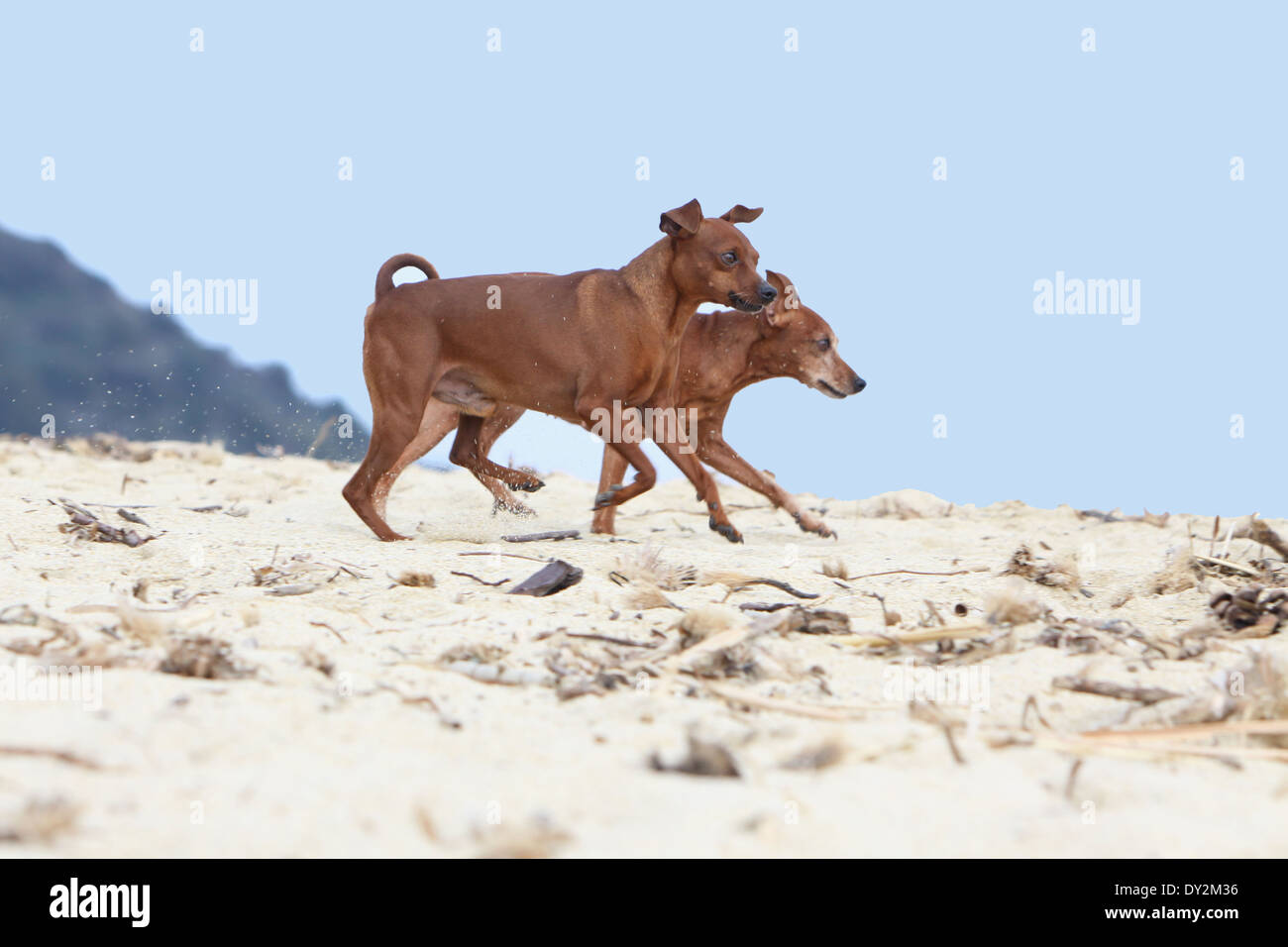 Dog Miniature Pinscher / two adults running on the beach Stock Photo ...