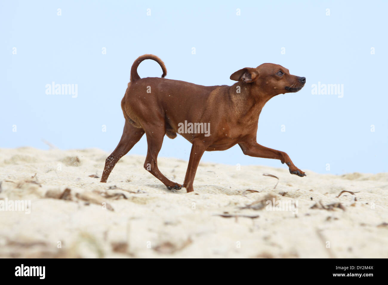 Dog Miniature Pinscher / adult running on the beach Stock Photo - Alamy