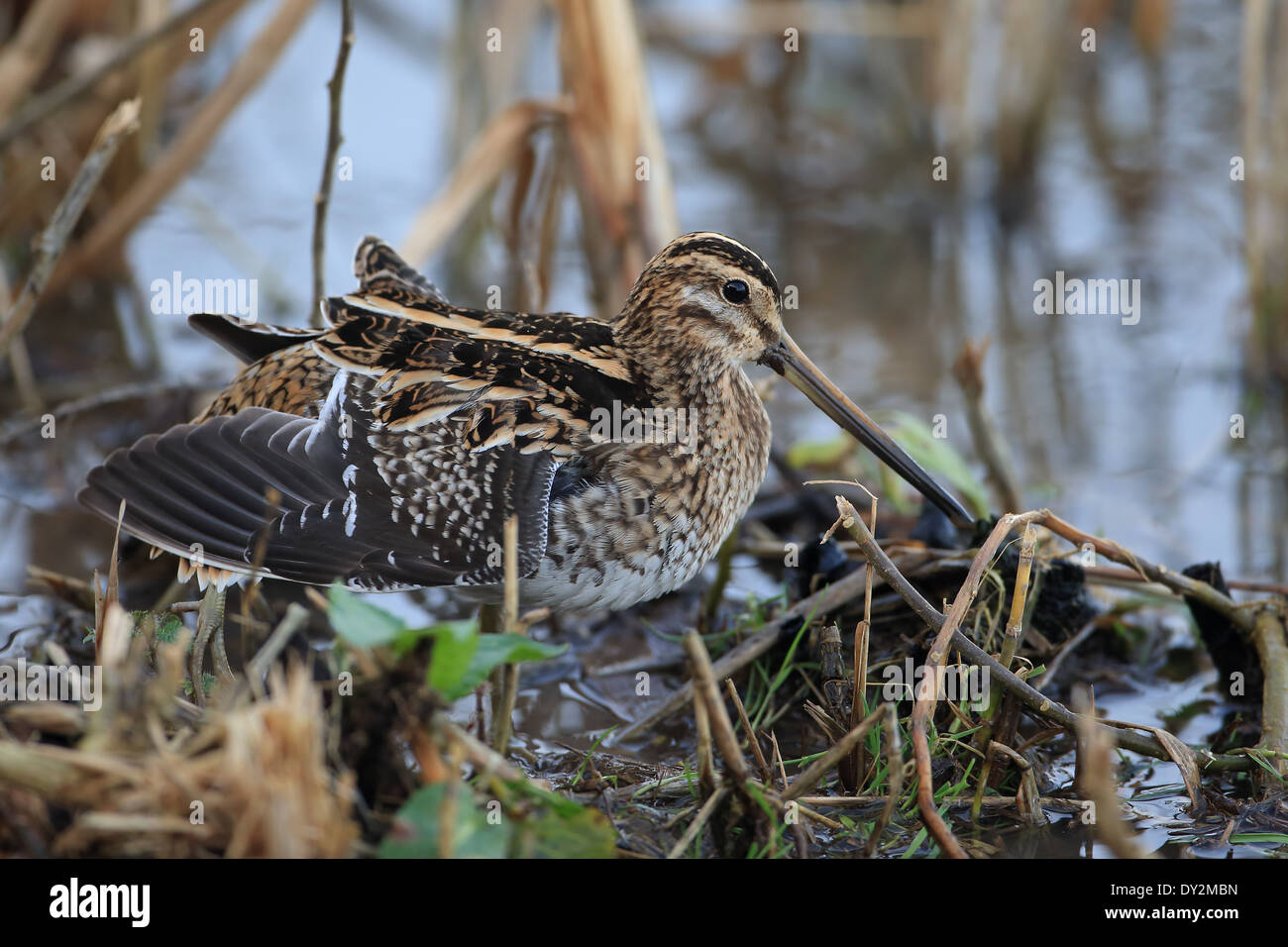 Common Snipe (Gallingo gallingo Stock Photo - Alamy