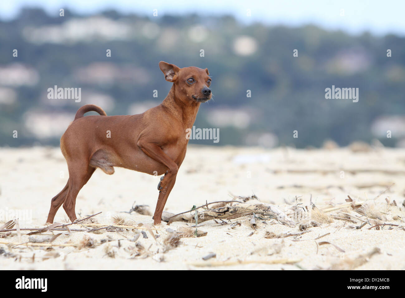 Dog Miniature Pinscher / adult standing on the beach Stock Photo - Alamy