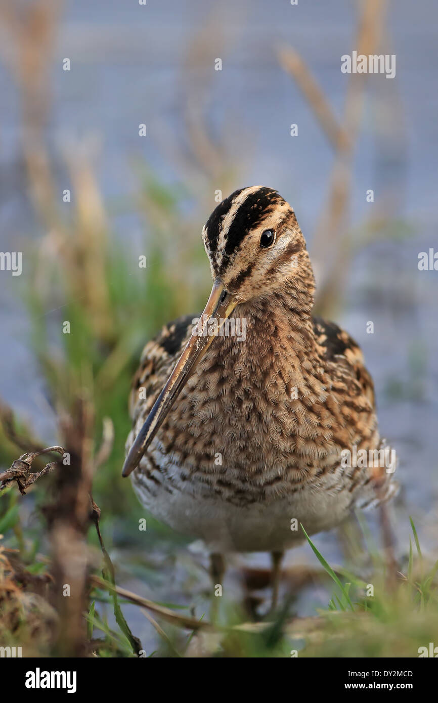 Common Snipe (Gallingo gallingo Stock Photo - Alamy