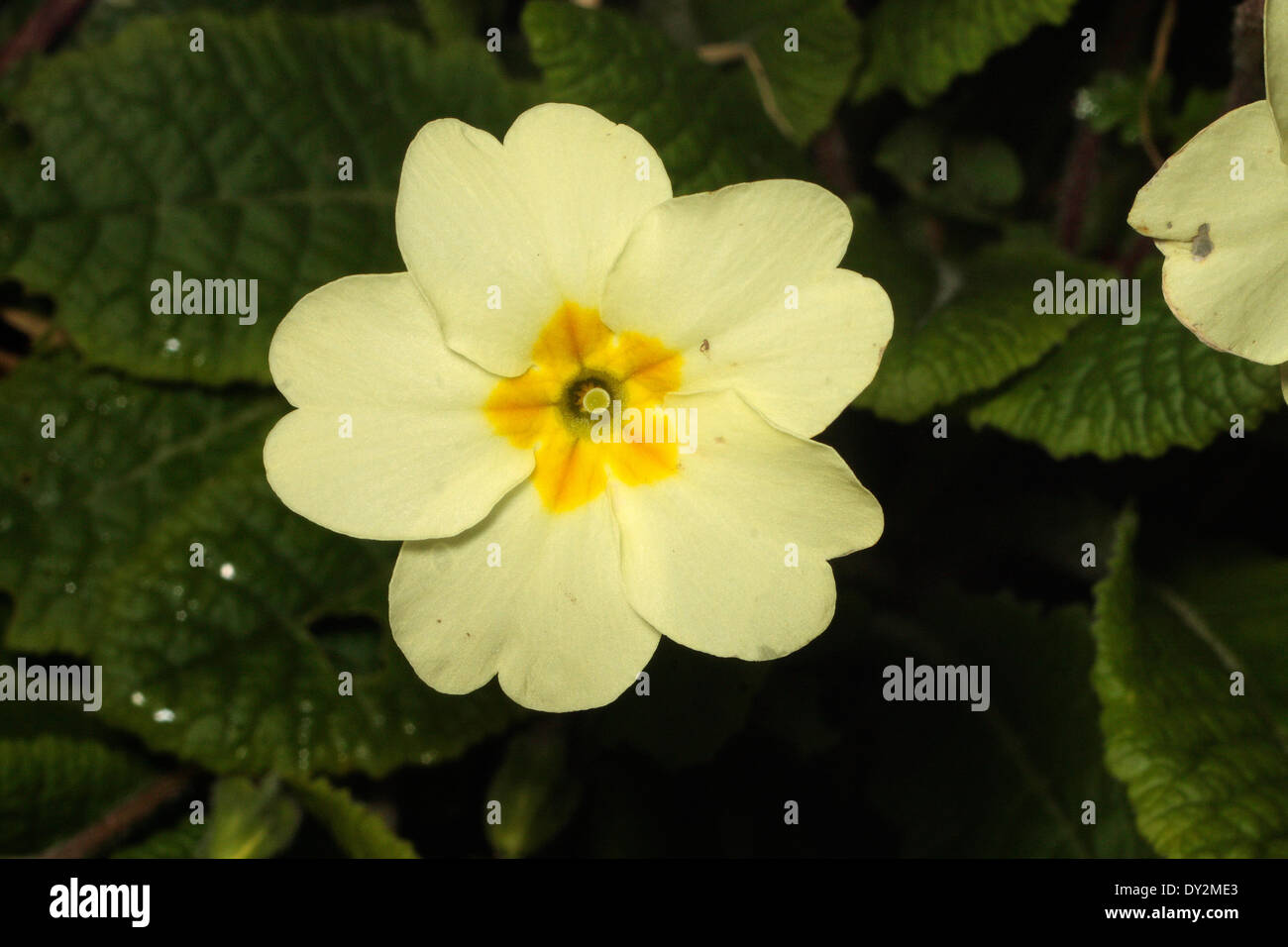 Spring flowers uk ireland hi-res stock photography and images - Alamy