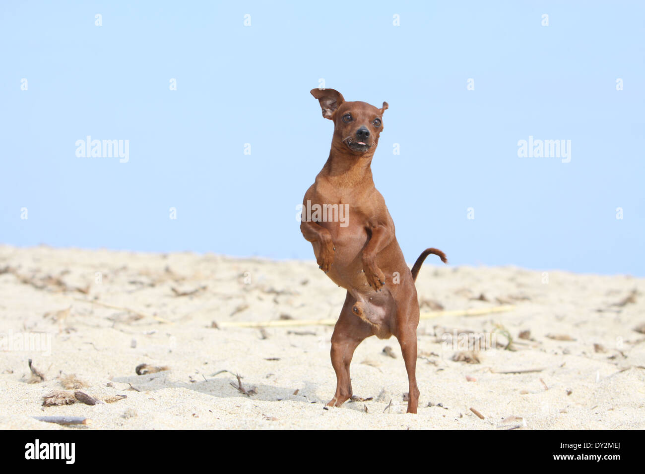 Dog Miniature Pinscher / adult standing on the beach Stock Photo - Alamy