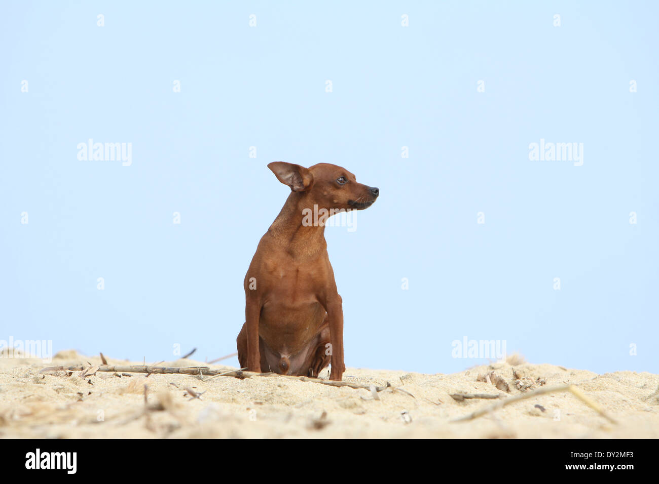 Dog Miniature Pinscher / adult sitting on the beach Stock Photo - Alamy