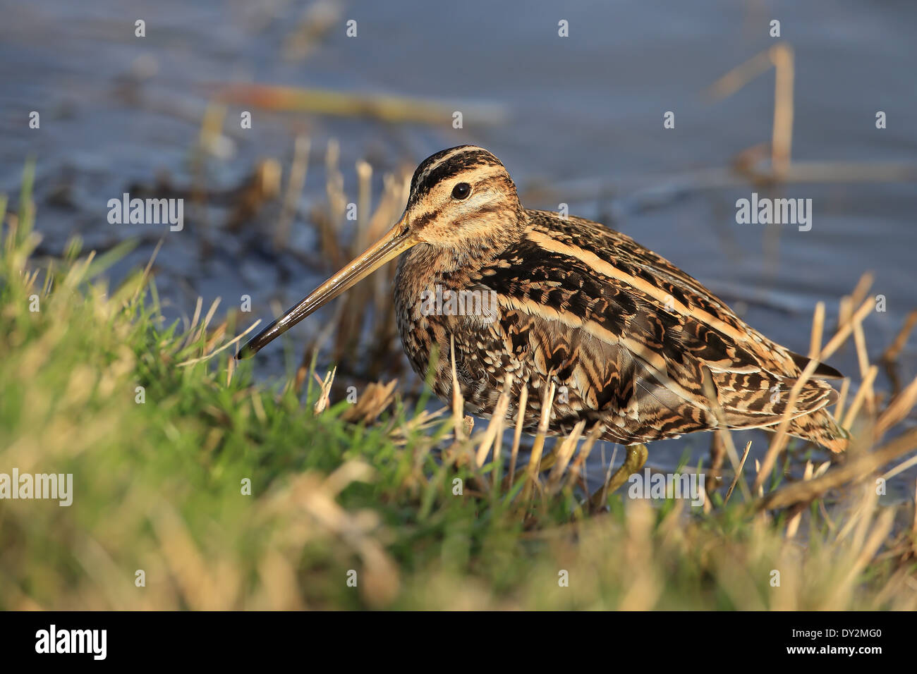 Common Snipe (Gallingo gallingo Stock Photo - Alamy