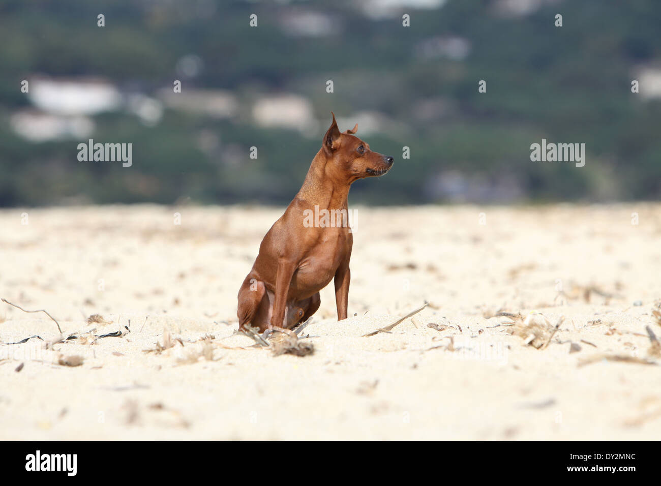 Dog Miniature Pinscher / adult sitting on the beach Stock Photo - Alamy