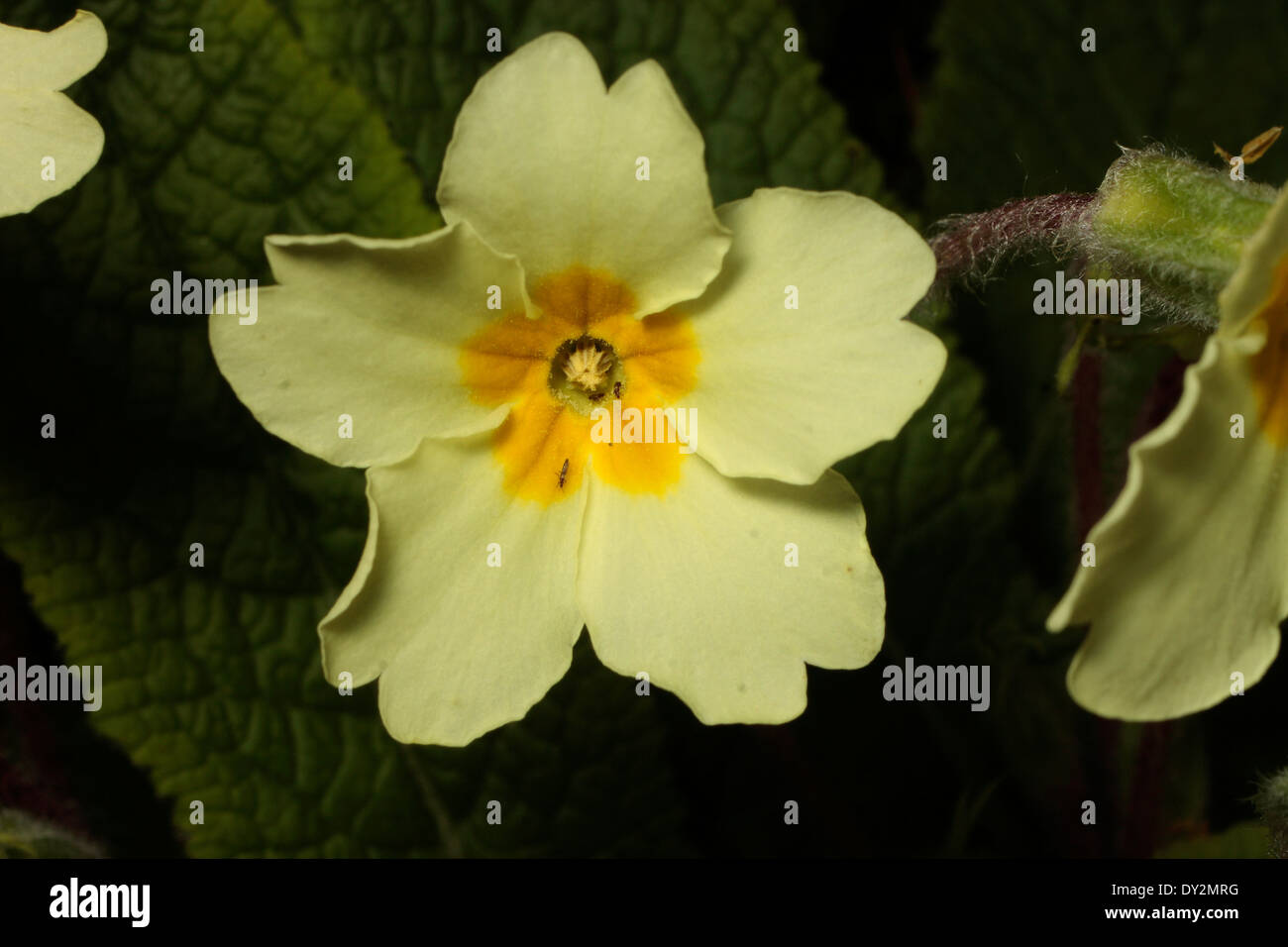 Spring flowers uk ireland hi-res stock photography and images - Alamy