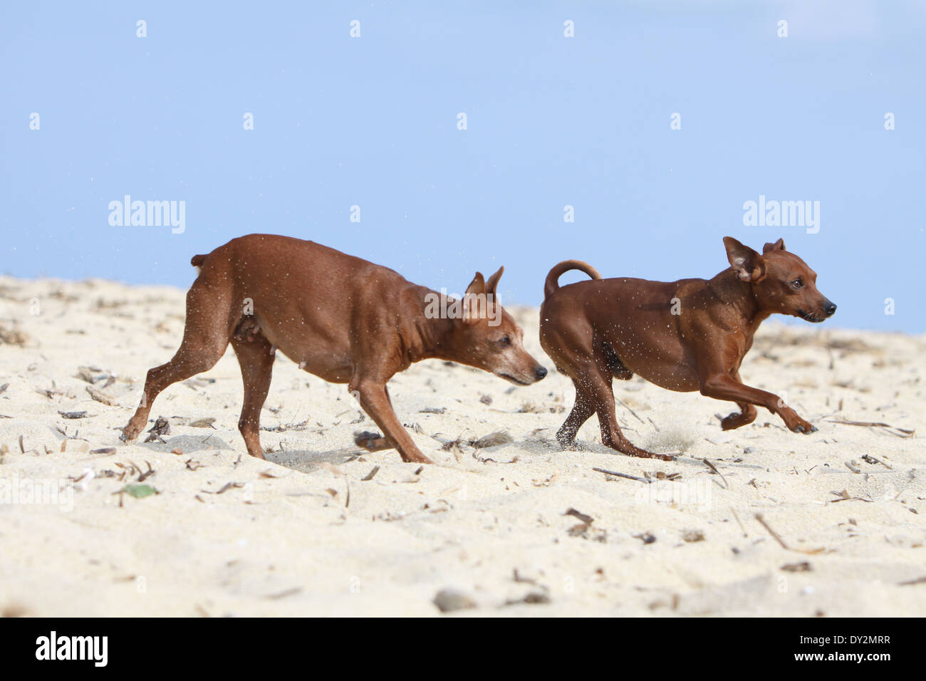 Dog Miniature Pinscher / two adults running on the beach Stock Photo ...