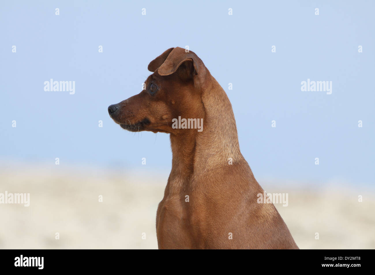 Dog Miniature Pinscher / adult portrait Stock Photo - Alamy