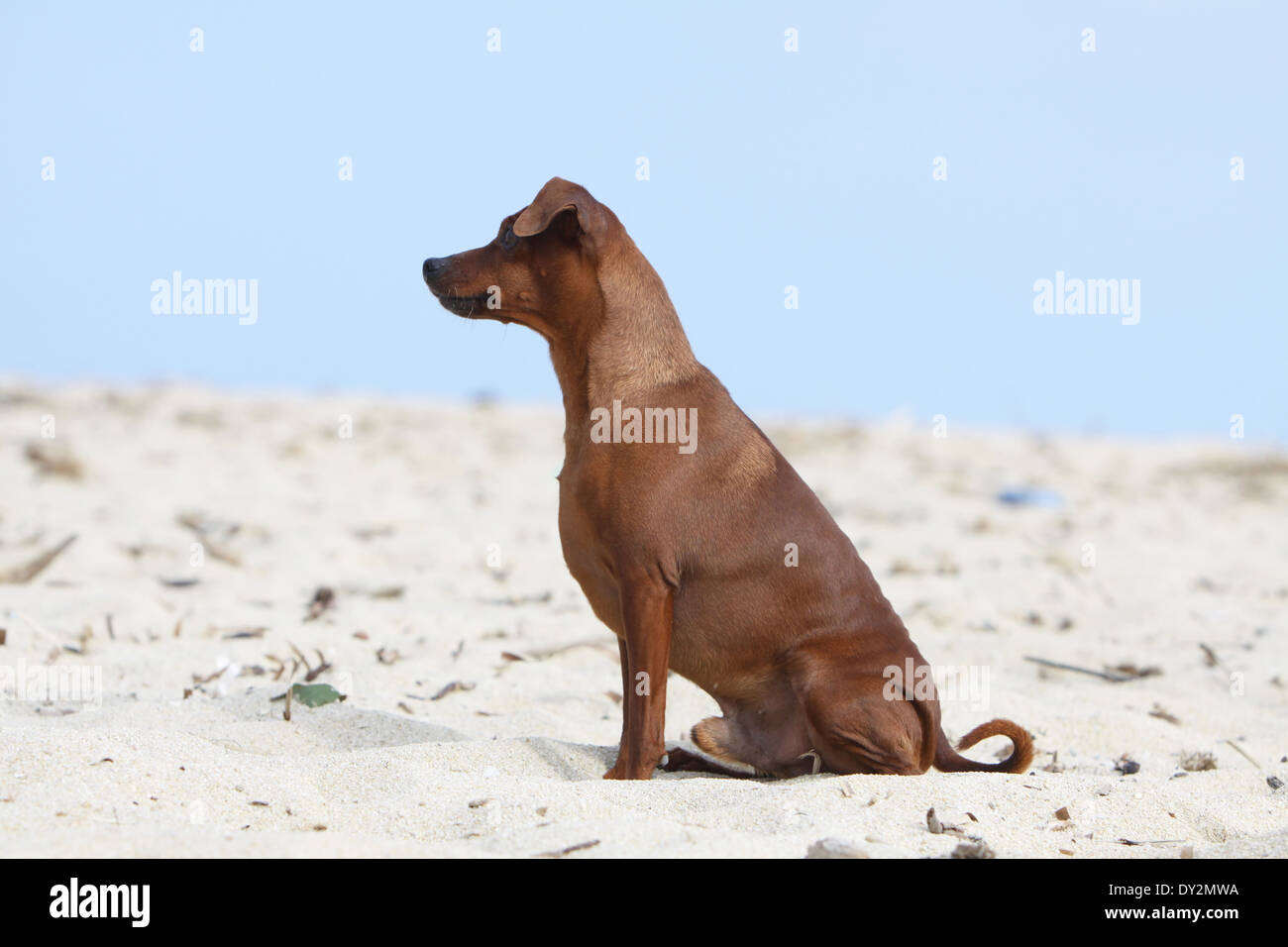 Dog Miniature Pinscher / adult sitting on the beach Stock Photo - Alamy