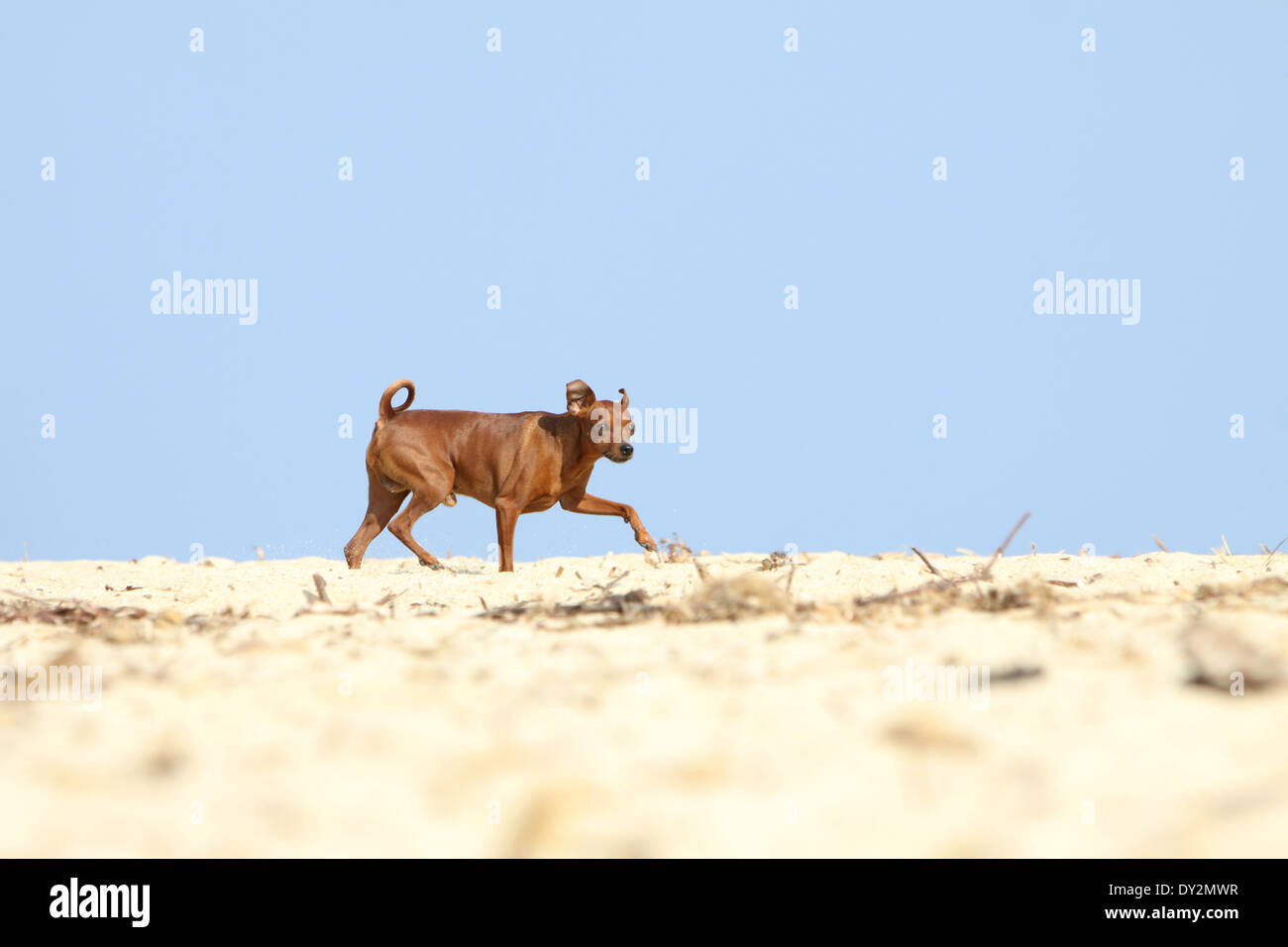 Dog Miniature Pinscher / adult running on the beach Stock Photo - Alamy
