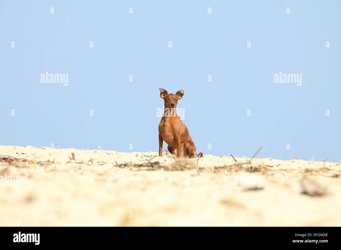 Dog Miniature Pinscher / adult sitting on the beach Stock Photo - Alamy