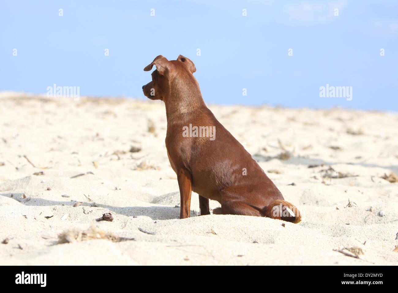 Dog Miniature Pinscher / adult sitting on the beach Stock Photo - Alamy