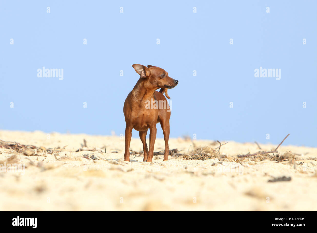 Dog Miniature Pinscher / adult standing on the beach Stock Photo - Alamy
