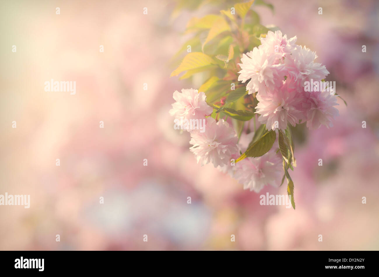 Vintage flowers. Antique style photo of tree flowers and leaf, with ...
