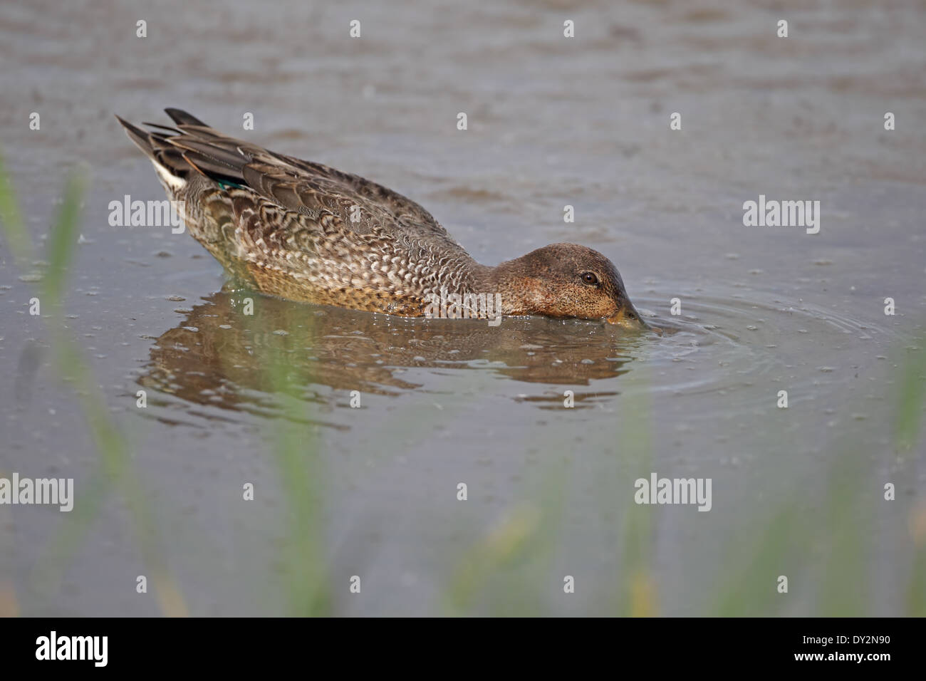 Teal (Anas crecca Stock Photo - Alamy