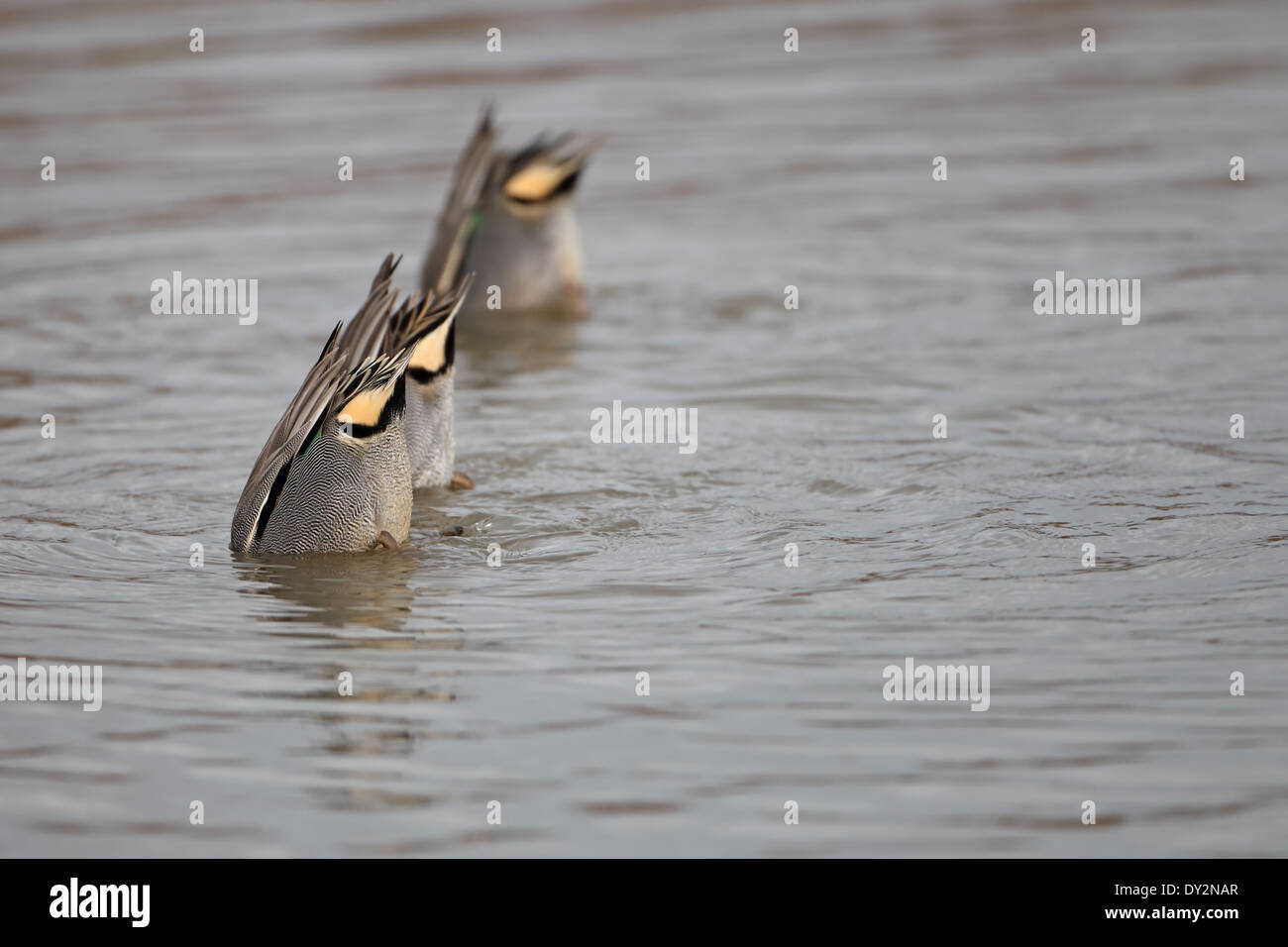 Teal (Anas crecca Stock Photo - Alamy